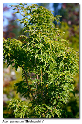 Ciscoe's Top Ten Plants